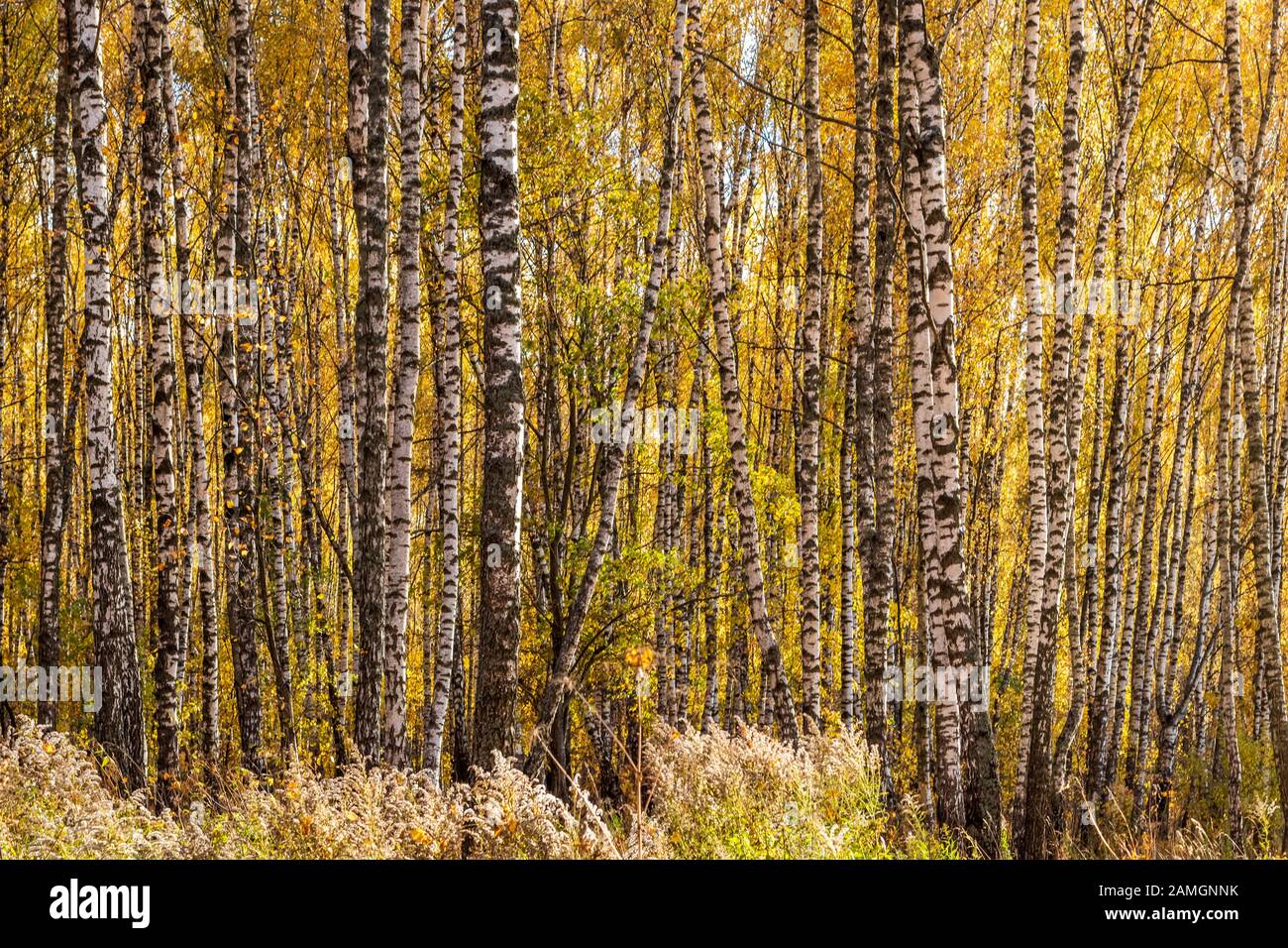 Yellow leaf fall in the birch forest in golden autumn. Landscape with ...