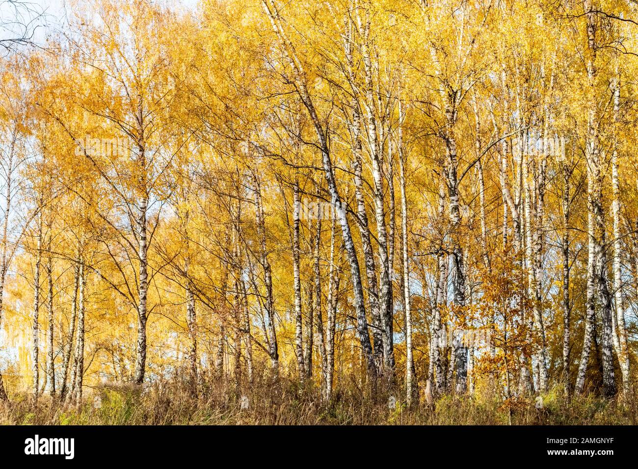 Yellow leaf fall in the birch forest in golden autumn. Landscape with trees on a sunny day Stock ...