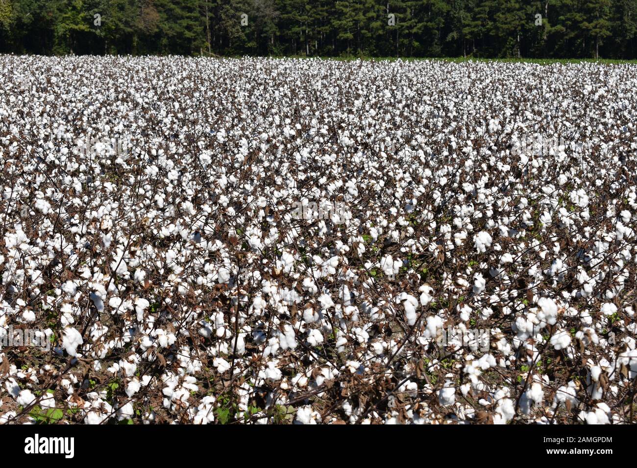 A Cotton field ready for harvesting Stock Photo - Alamy