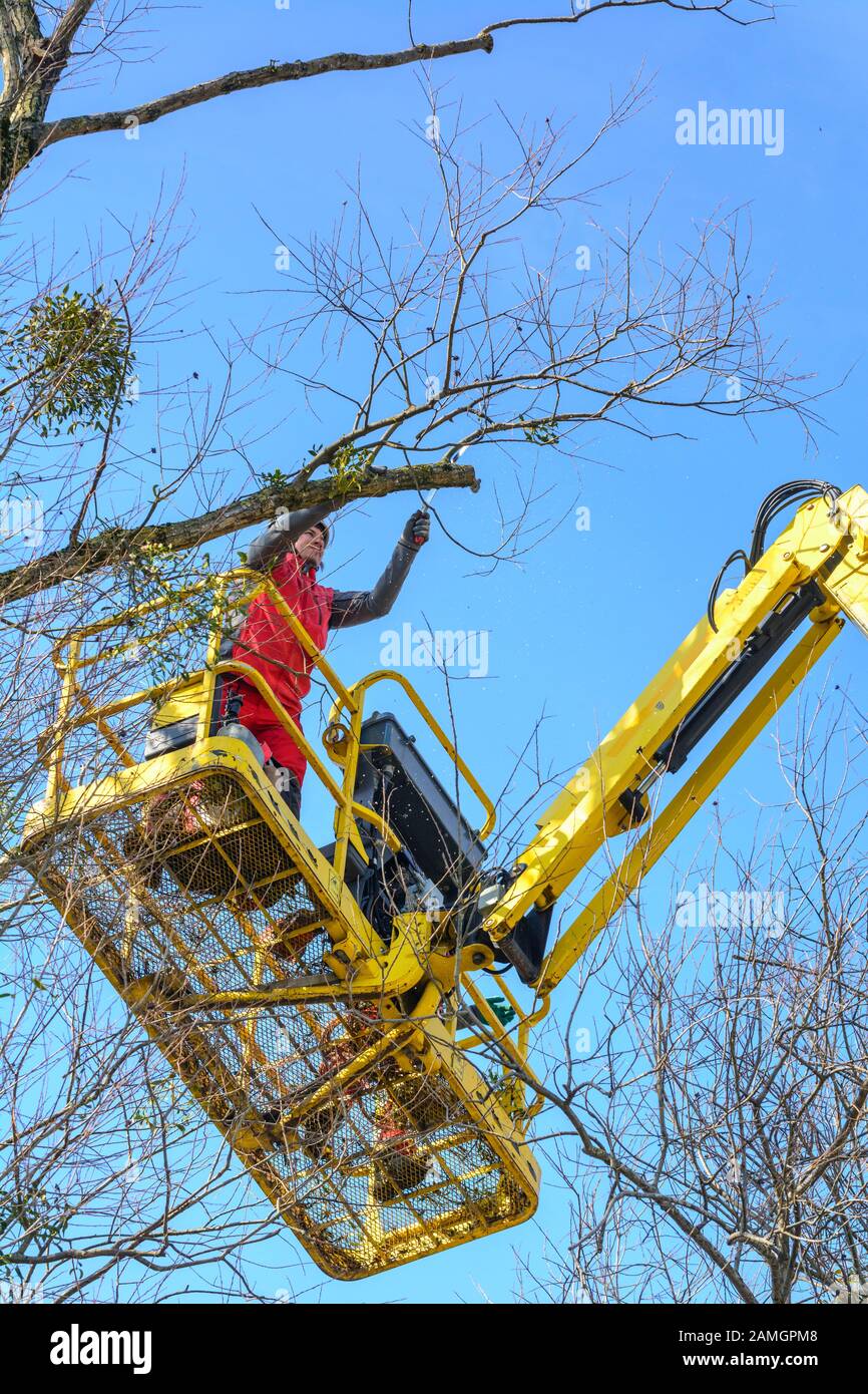 Treeworker doing their job with a skylift Stock Photo - Alamy