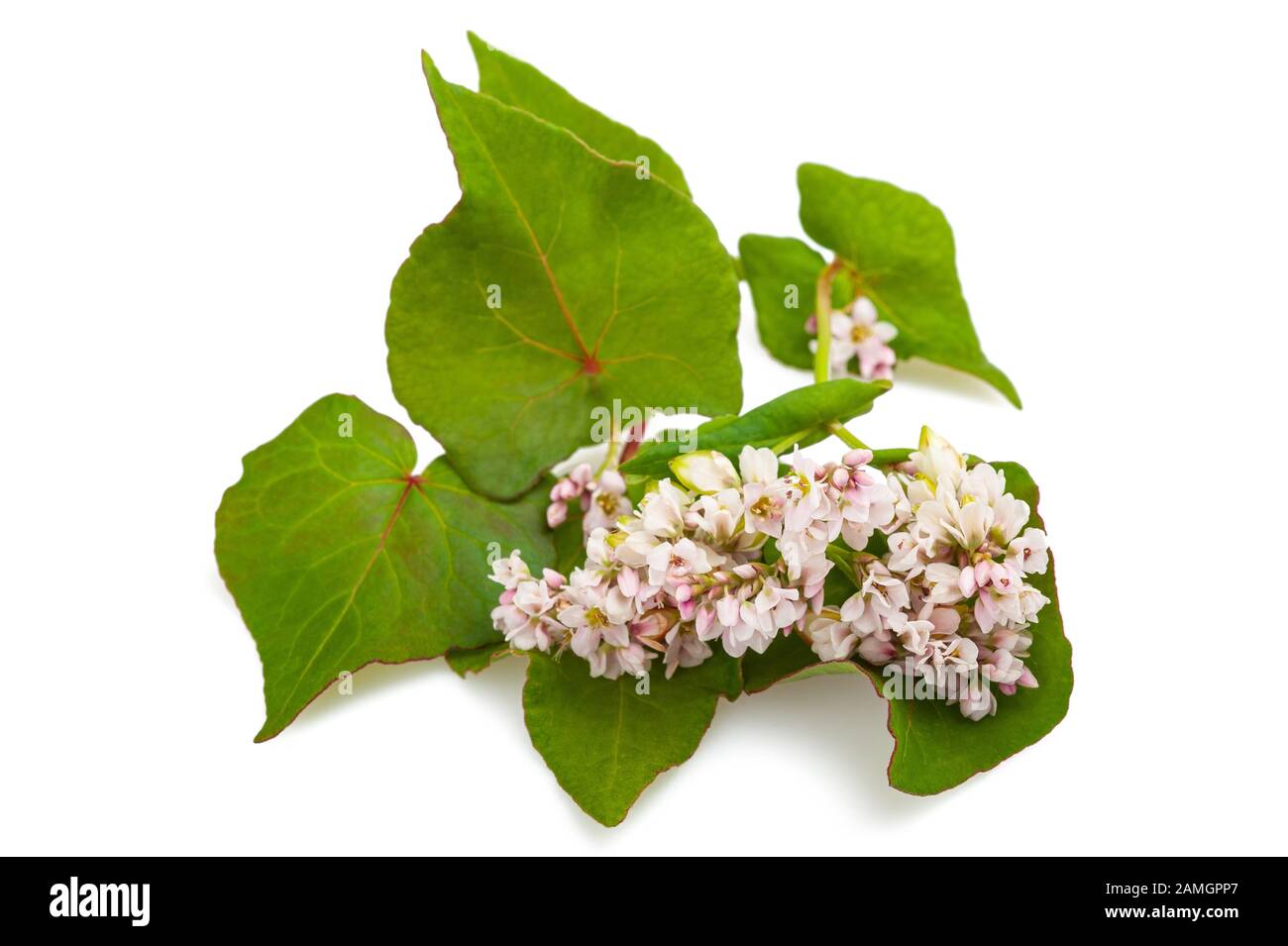 Buckwheat plant with flowers isolated on white background Stock Photo ...
