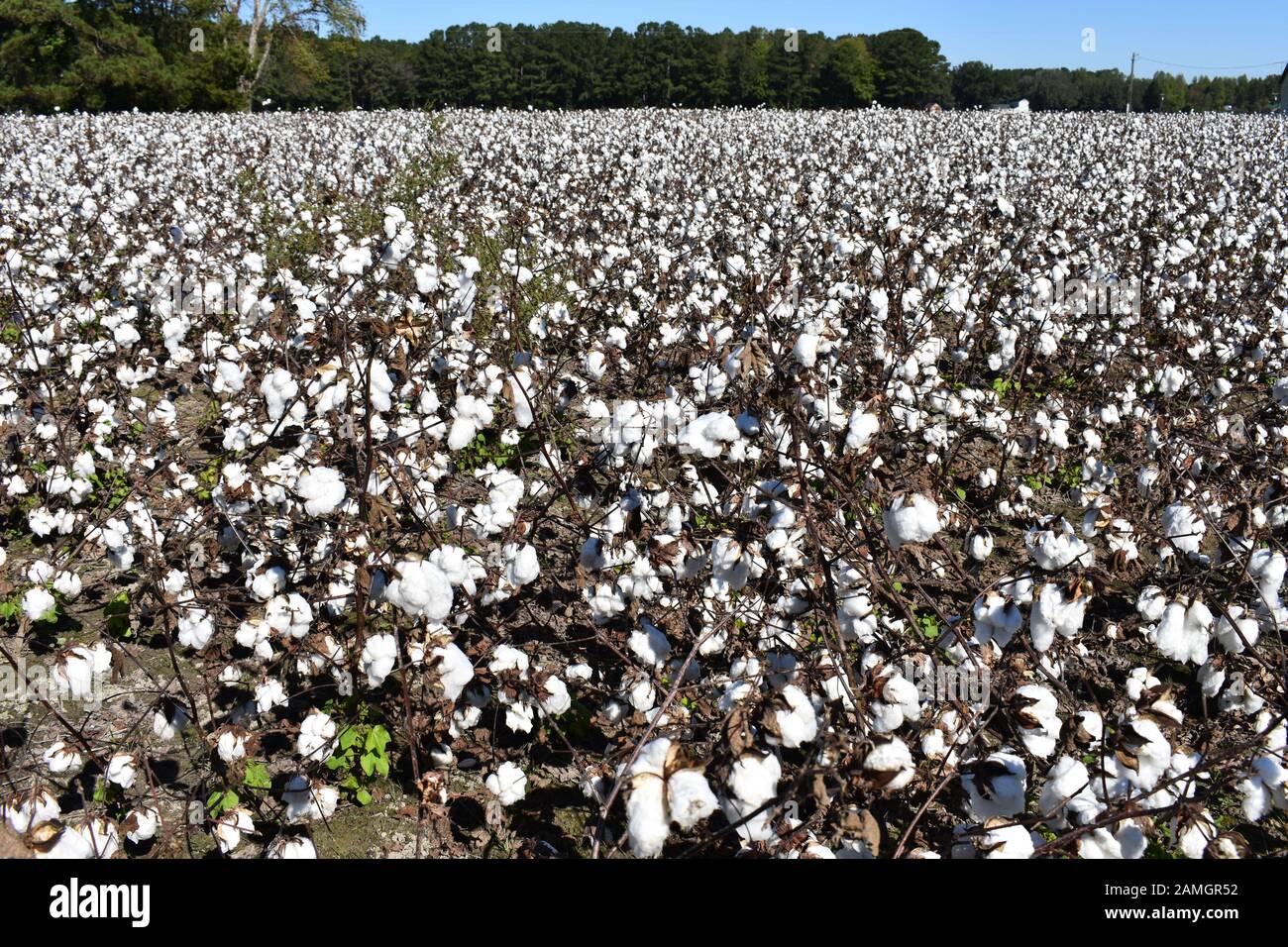 A Cotton field ready for harvesting Stock Photo - Alamy