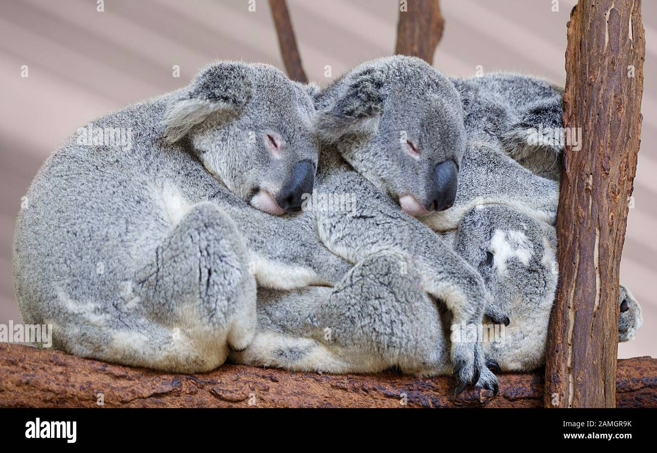 Koalas group hi-res stock photography and images - Alamy