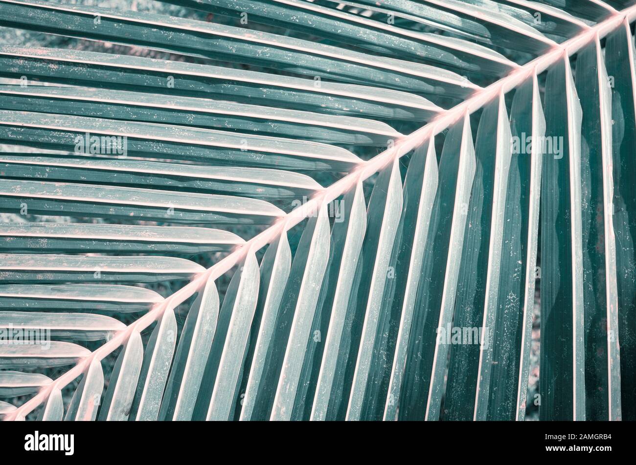 Close up of a palm tree leaf, color toned picture, selective focus ...
