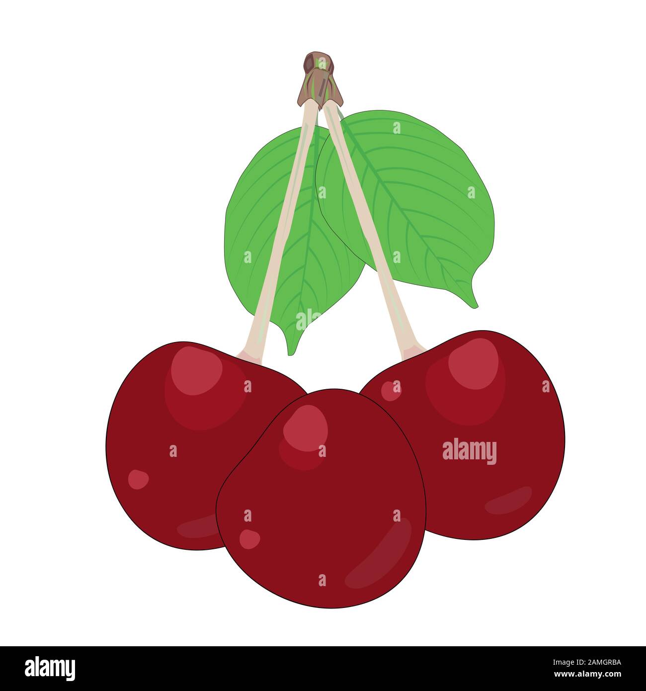 Cherry isolated on white background. Cherry fruit and leaf. Simple ...