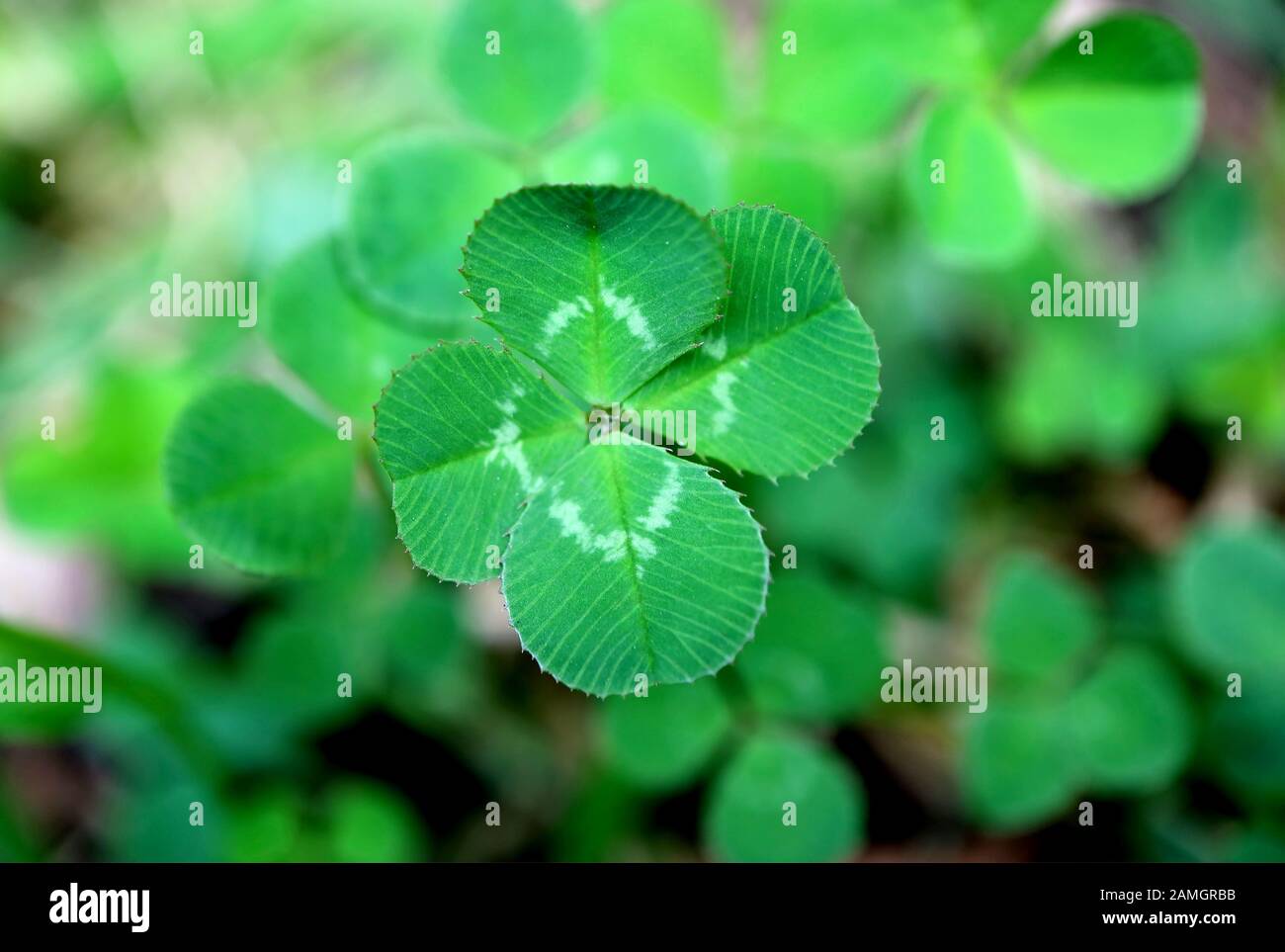 Small four leaf clover hi-res stock photography and images - Alamy