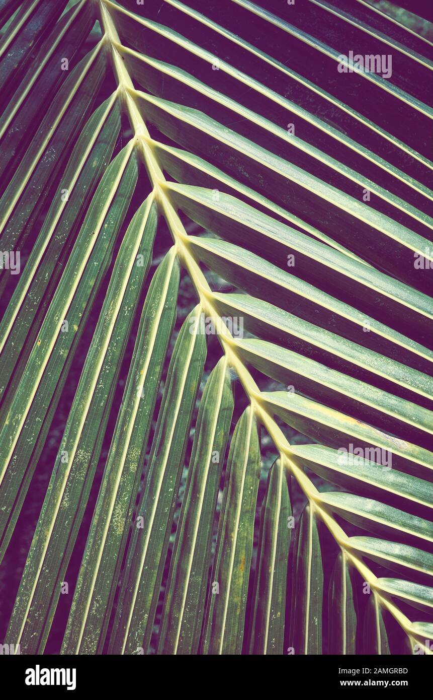 Close up of a palm tree leaf, color toned picture, selective focus ...