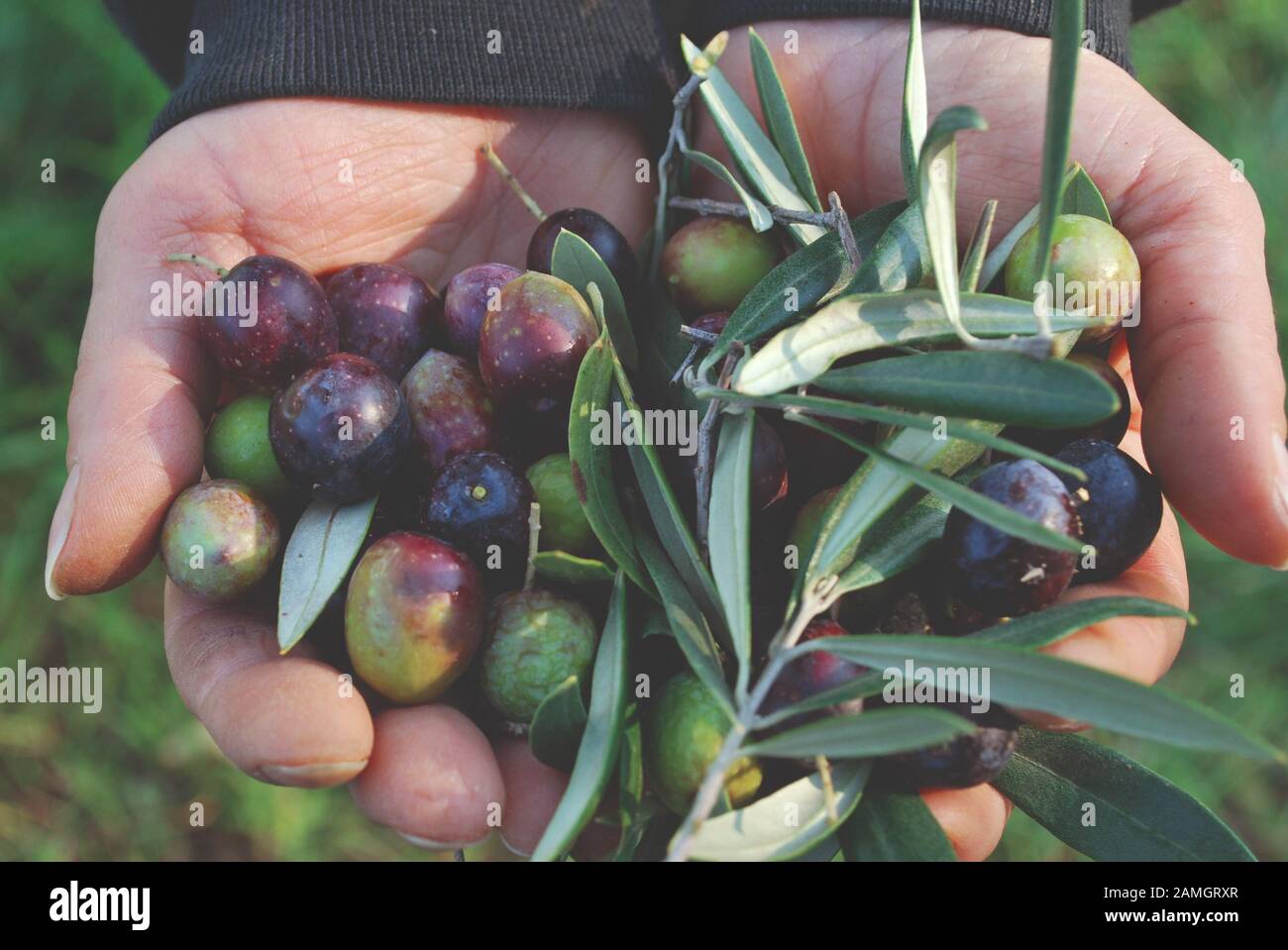Olive Harvest High Resolution Stock Photography and Images - Alamy