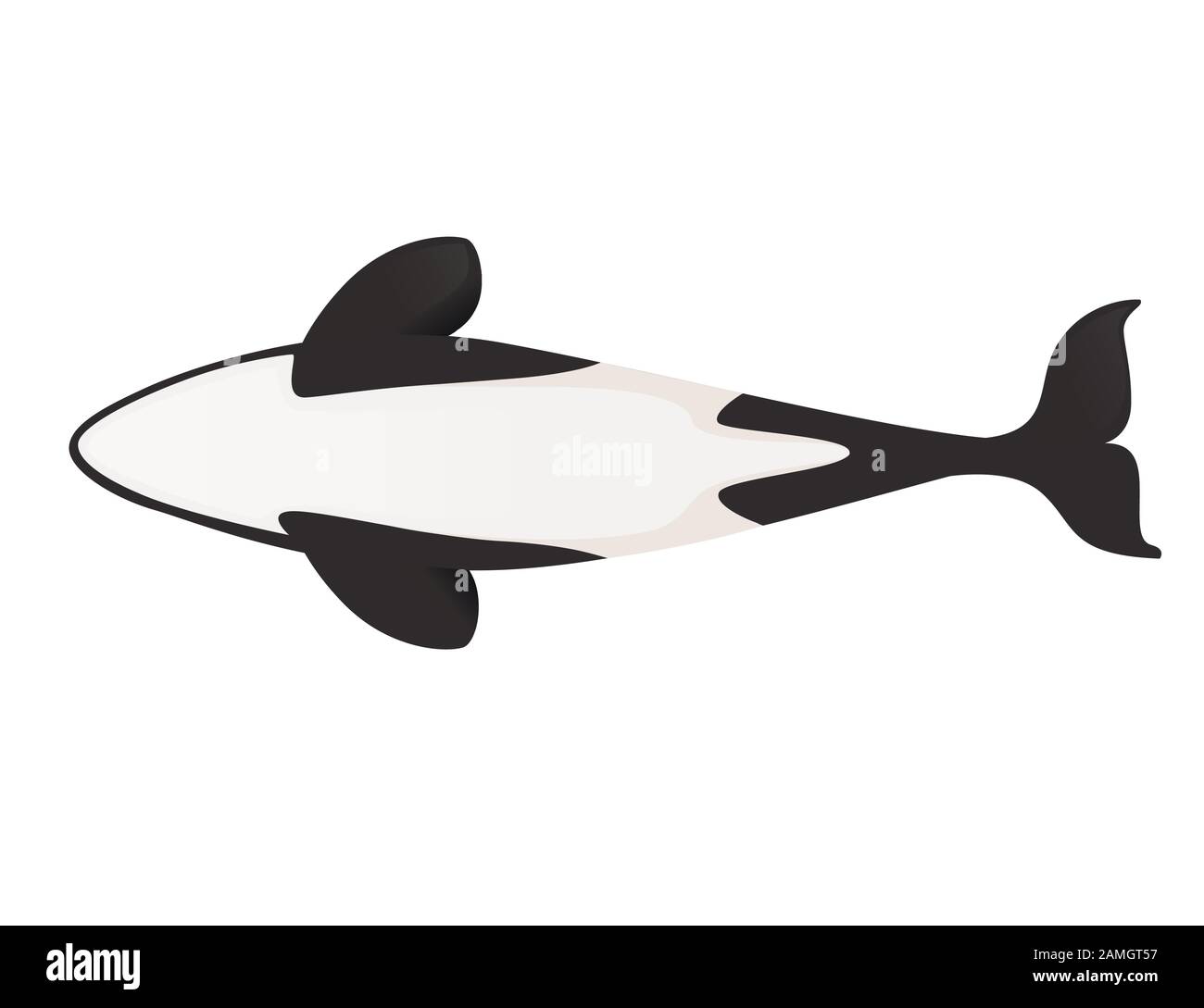 Killer whale(Orcinus orca) cartoon animal design ocean mammal orca flat ...