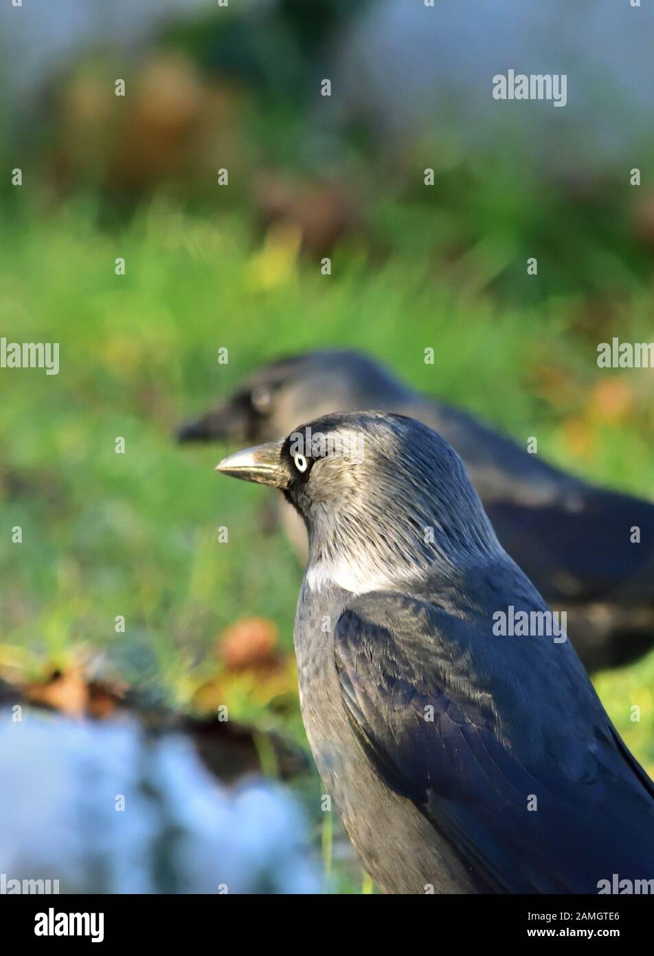 Jackdaw feather detail hi-res stock photography and images - Alamy