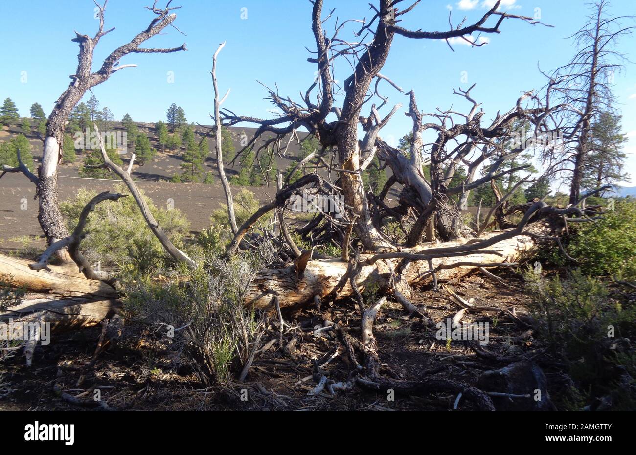 Early Summer in Arizona: Downed Dead Tree in Bonita Lava Flow Area of ...