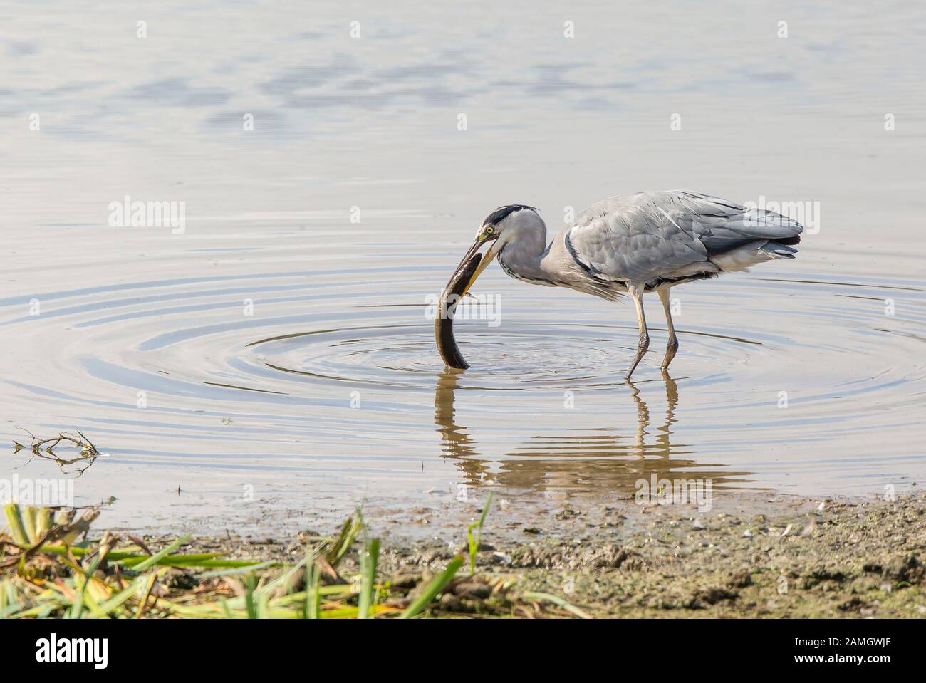 Greedy bird hi-res stock photography and images - Alamy