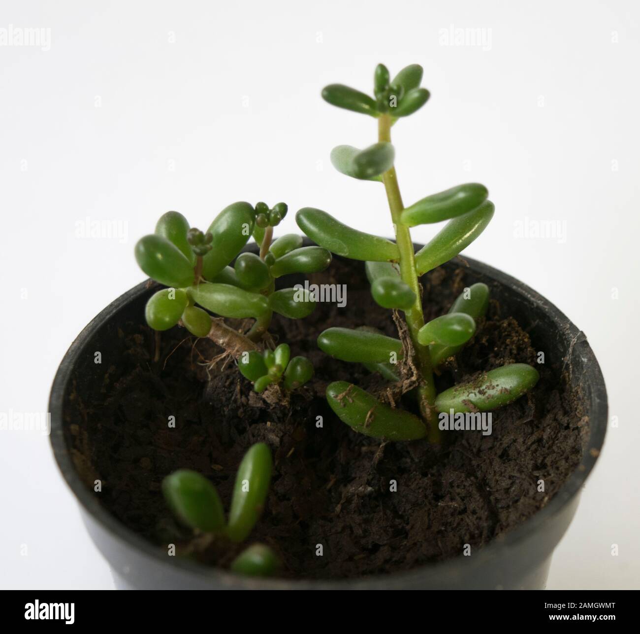 Planta y fondo blanco hi-res stock photography and images - Alamy