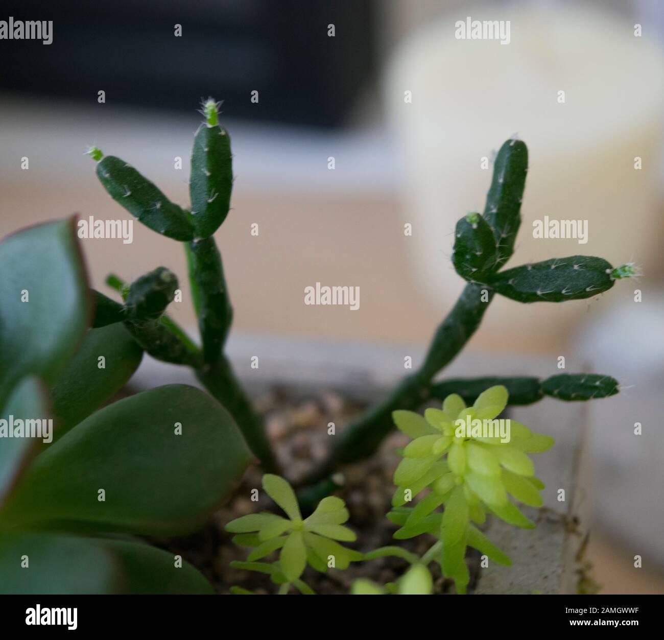 Planta de cactus suculenta hi-res stock photography and images - Alamy