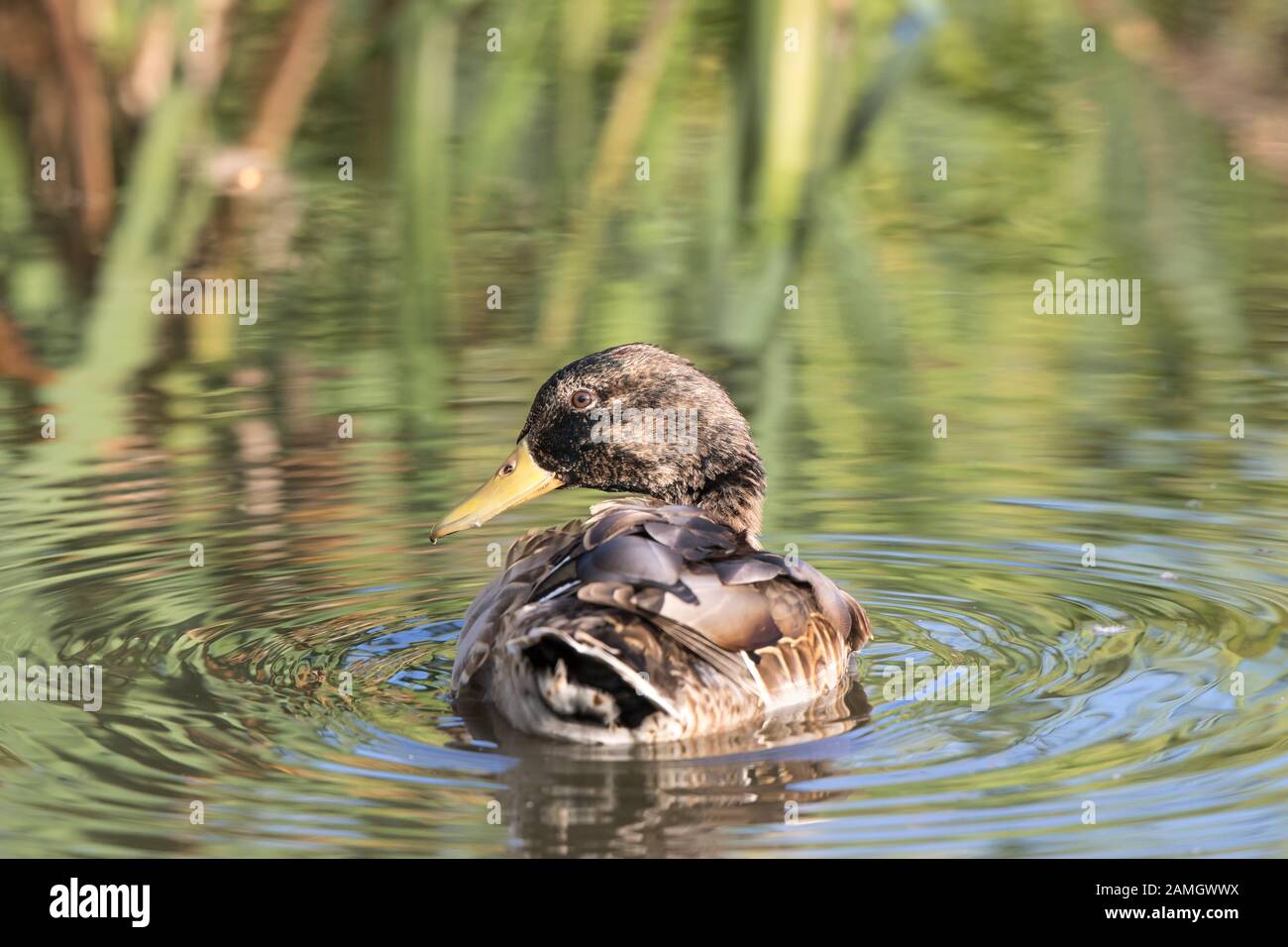Rear view duck hi-res stock photography and images - Alamy
