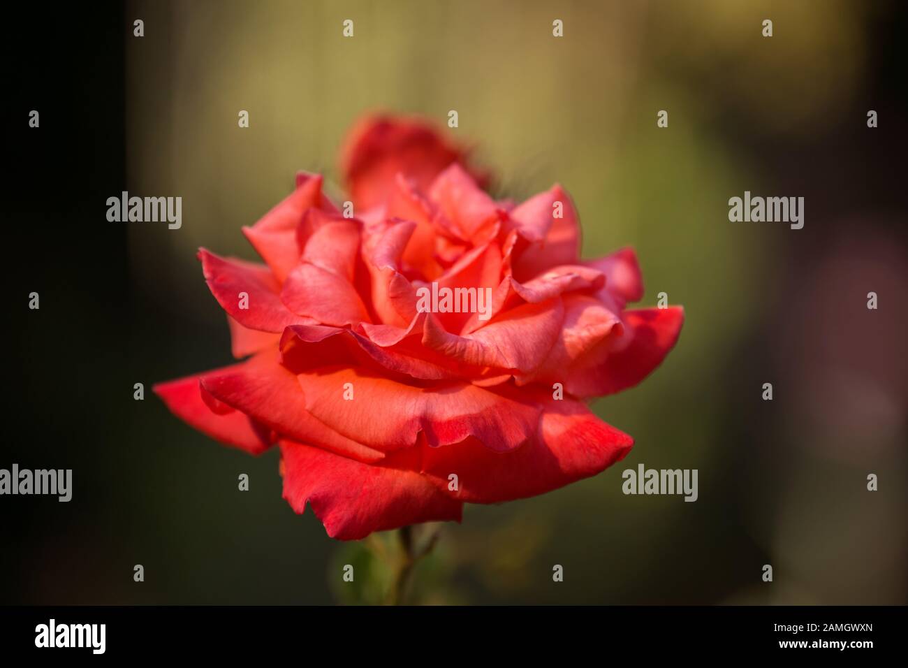 Rose variety hi-res stock photography and images - Alamy