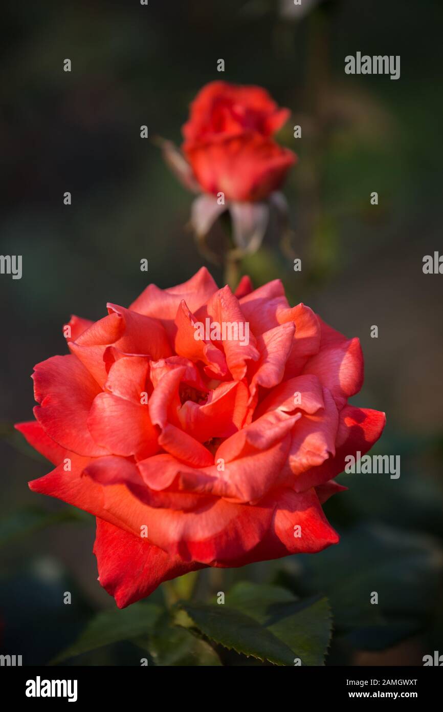 Rose variety hi-res stock photography and images - Alamy