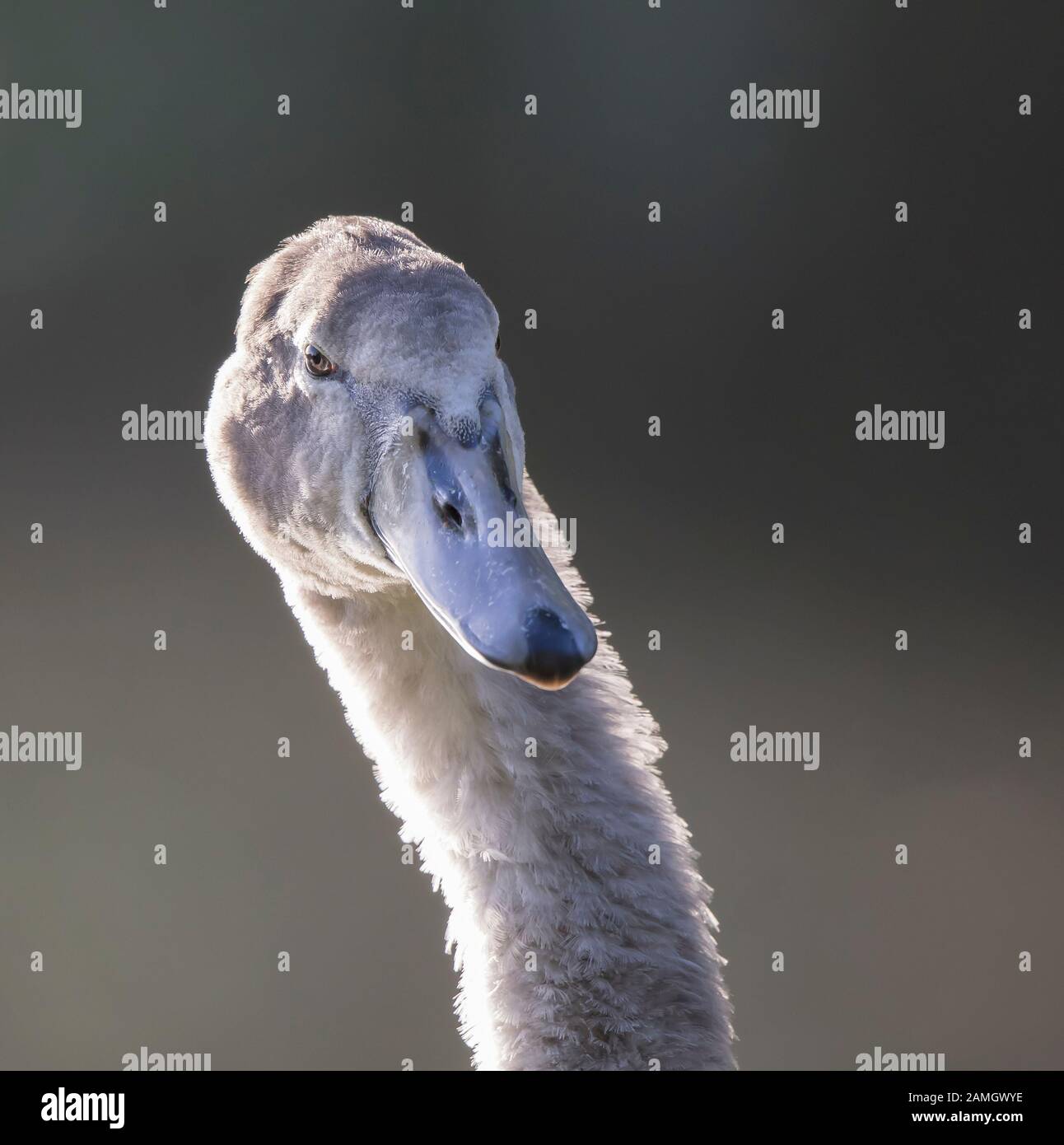 Swans beak hi-res stock photography and images - Alamy