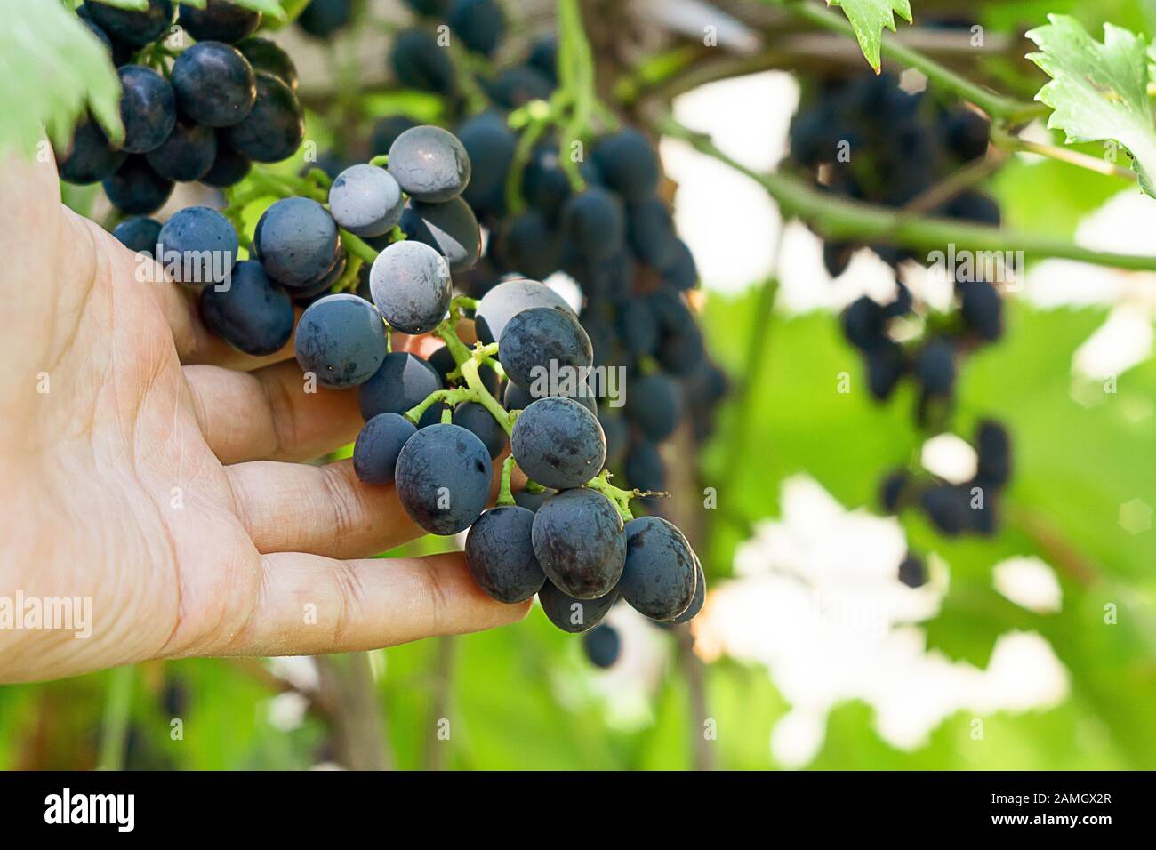harvests, in the fall, grapes for making wine. farmer growing grapes ...
