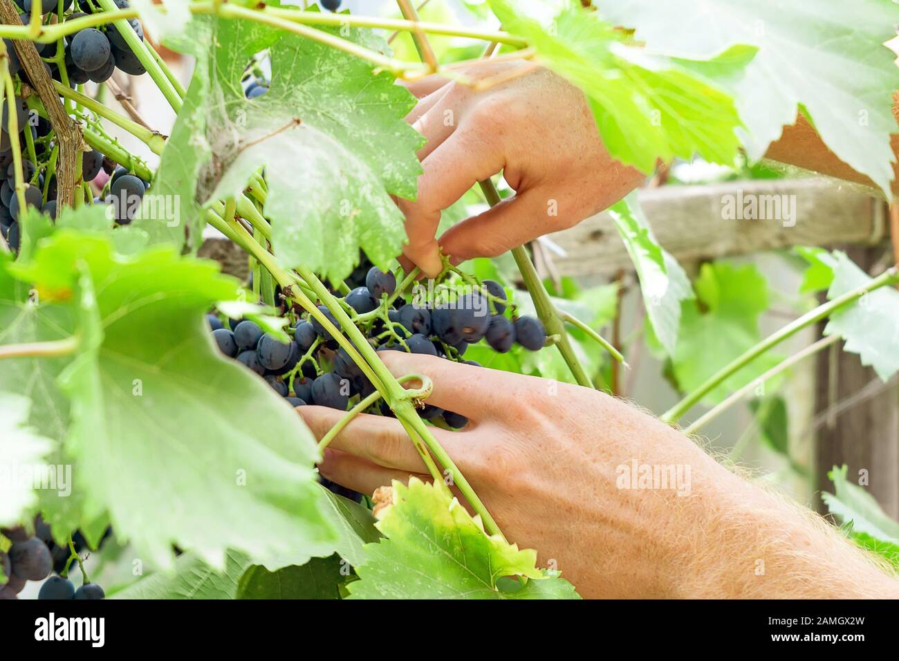 harvests, in the fall, grapes for making wine. farmer growing grapes ...