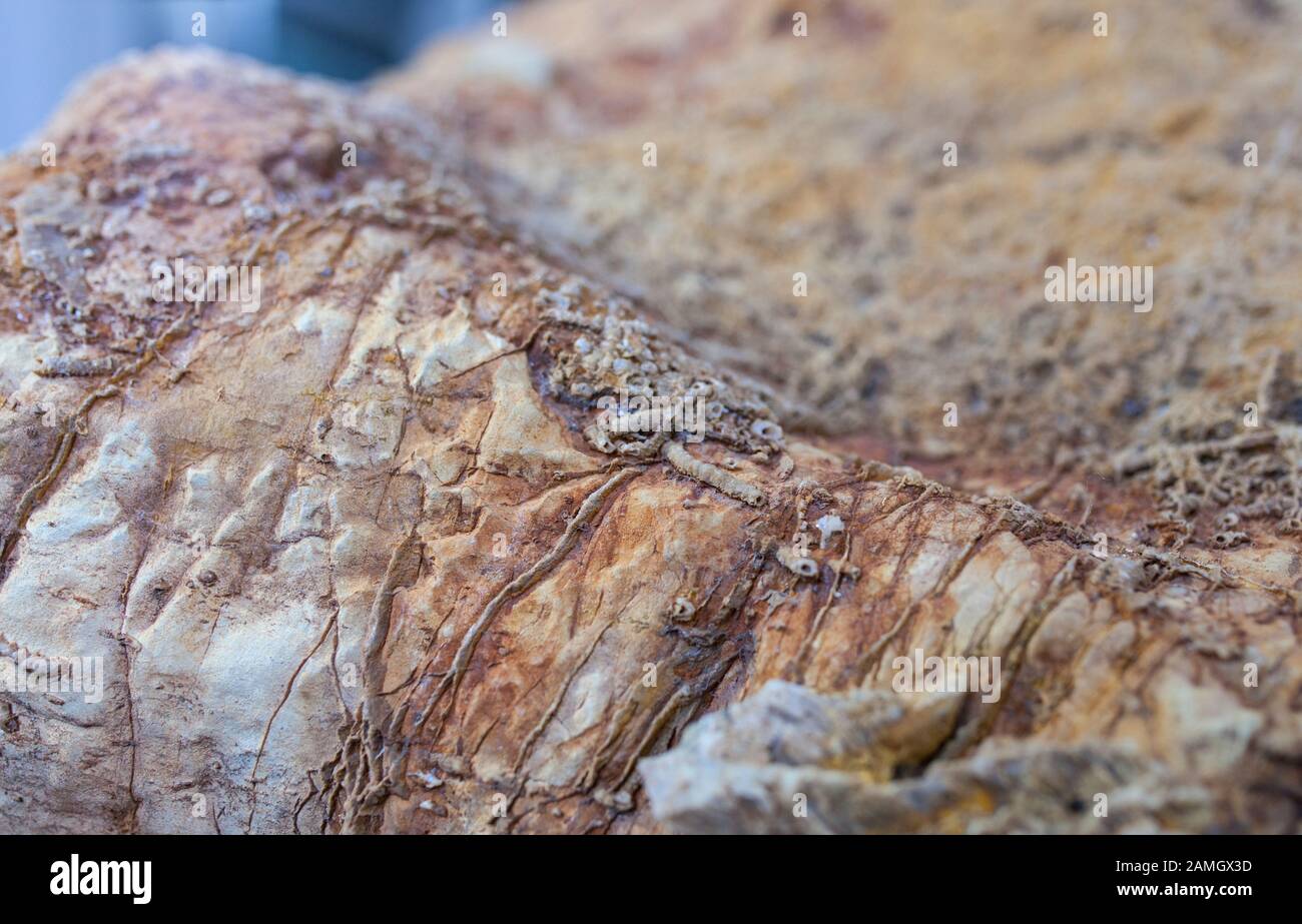 550 million years ago hi-res stock photography and images - Alamy