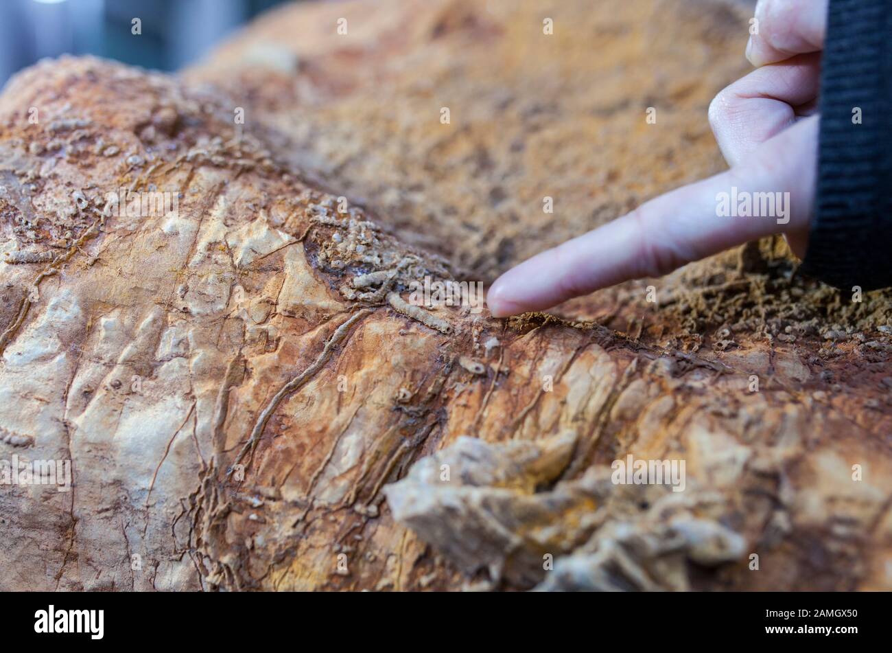 Mineralized skeletons hi-res stock photography and images - Alamy