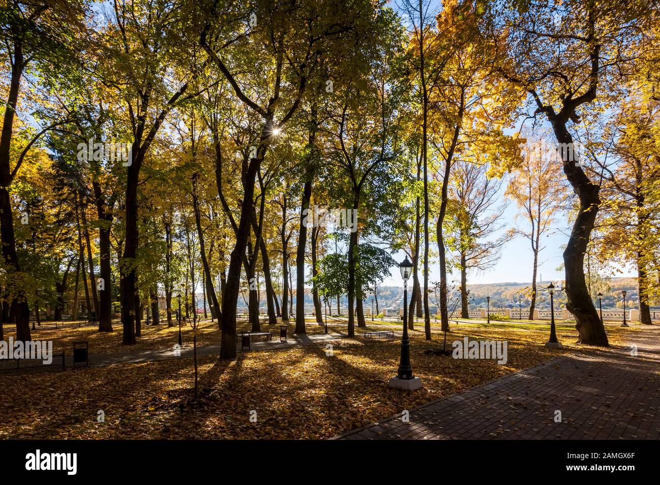 Yellow leaf fall in the park in golden autumn. Landscape with maples and other trees on a sunny ...