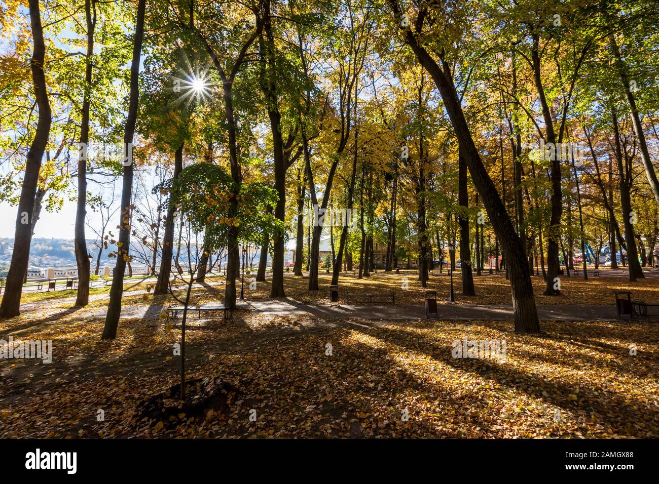 Yellow leaf fall in the park in golden autumn. Landscape with maples and other trees on a sunny ...