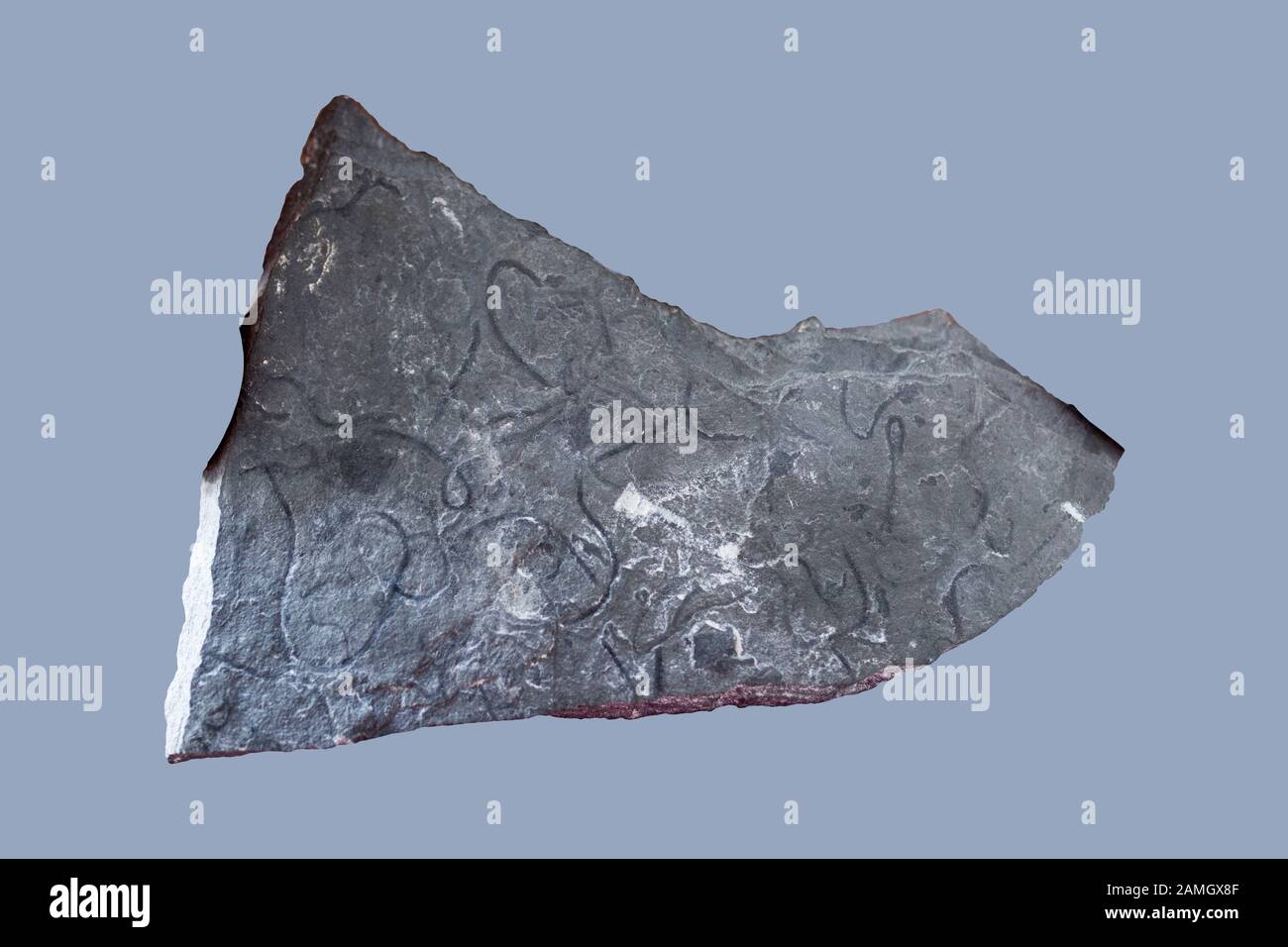 Trace fossil burrows hi-res stock photography and images - Alamy