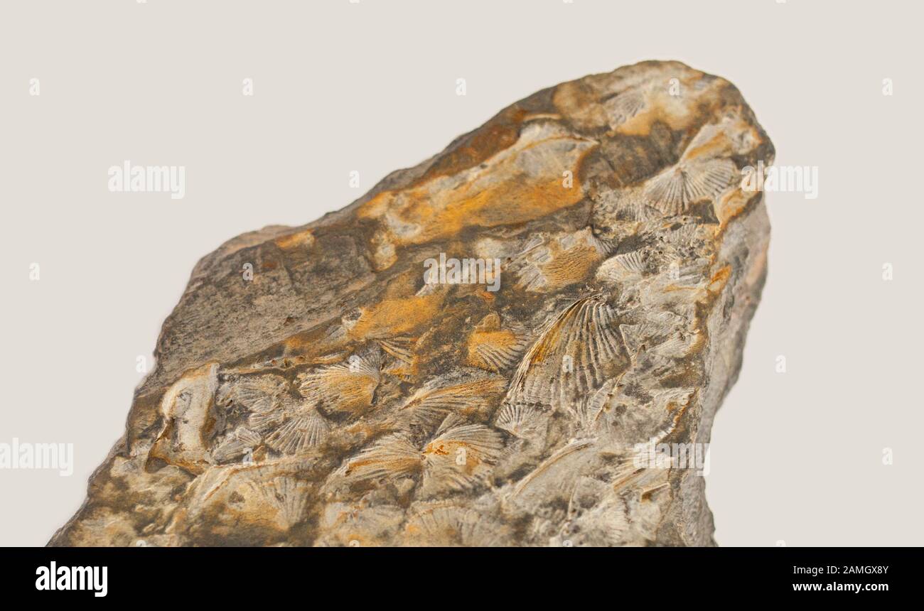 Brachiopods fossils on rock. Ordovician 500 Ma. Isolated Stock Photo ...