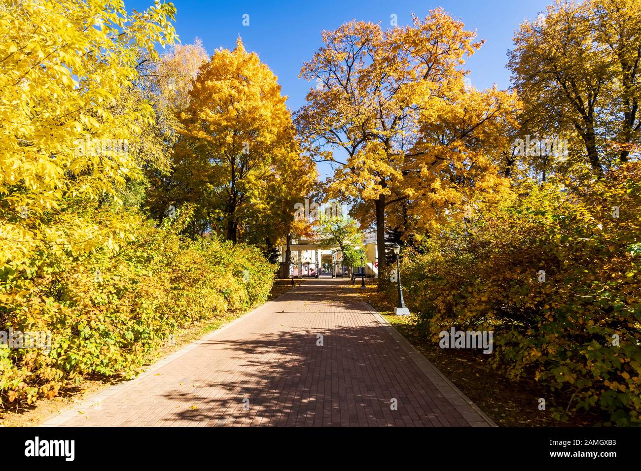 Yellow leaf fall in the park in golden autumn. Landscape with maples and other trees on a sunny ...