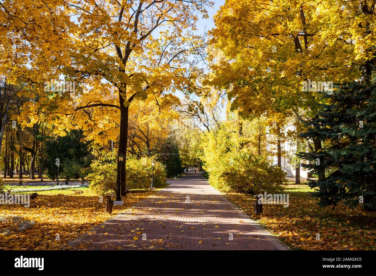Yellow leaf fall in the park in golden autumn. Landscape with maples and other trees on a sunny ...