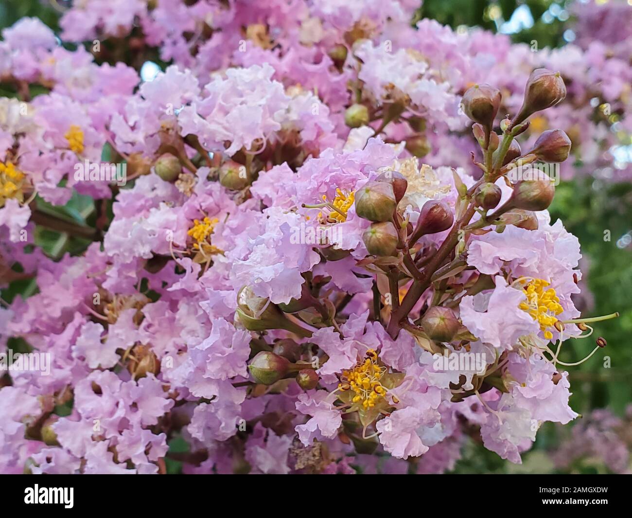 Close-up of a flowering crape myrtle (Lagerstroemia) tree in San Ramon ...