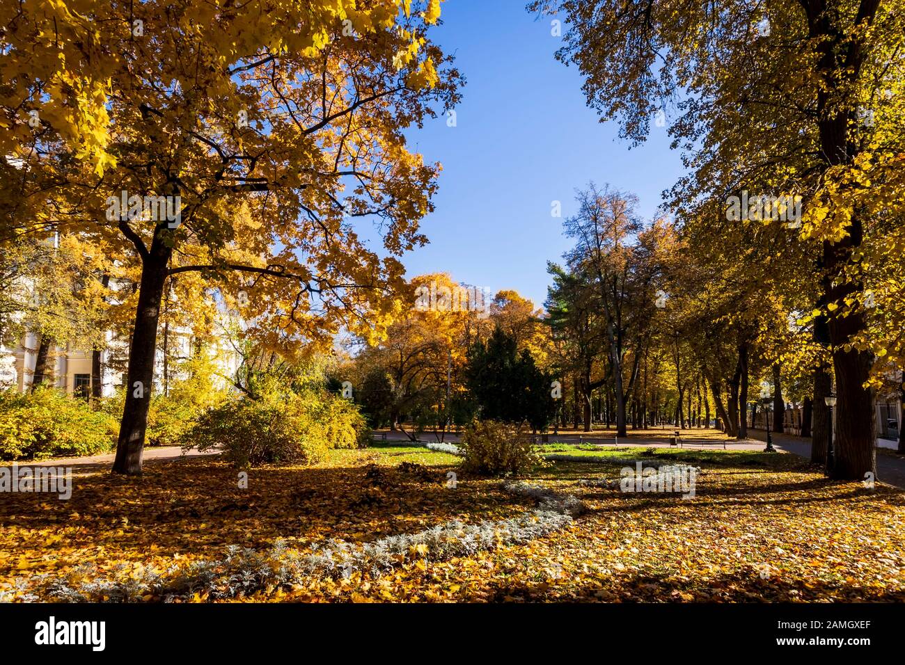 Yellow leaf fall in the park in golden autumn. Landscape with maples and other trees on a sunny ...