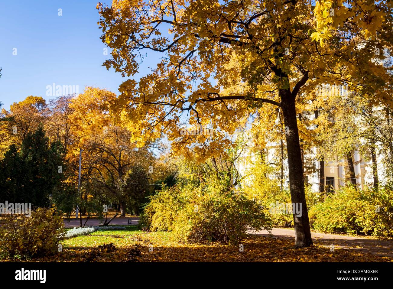 Yellow leaf fall in the park in golden autumn. Landscape with maples and other trees on a sunny ...