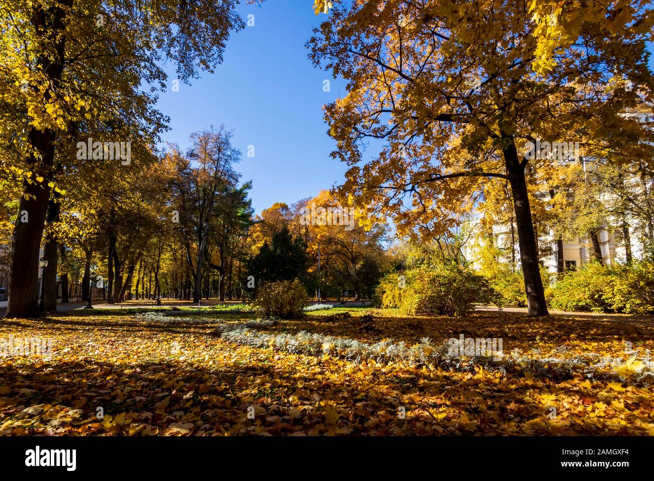Yellow leaf fall in the park in golden autumn. Landscape with maples and other trees on a sunny ...