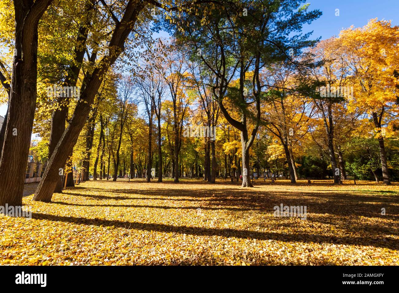 Yellow leaf fall in the park in golden autumn. Landscape with maples and other trees on a sunny ...