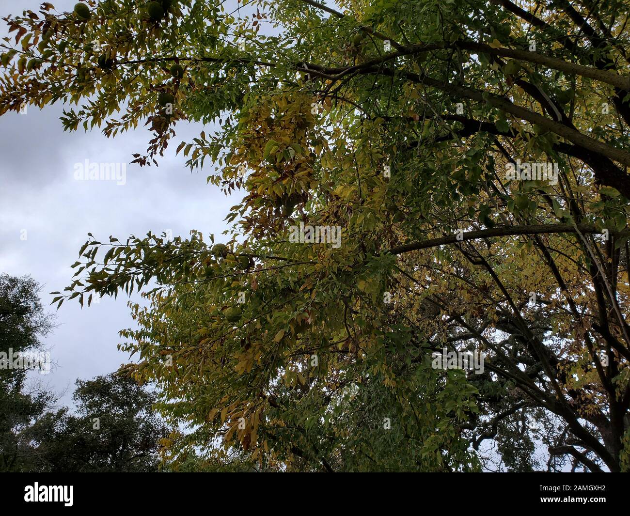 Close-up of branches of the Osage Orange (maclura pomifera) tree ...