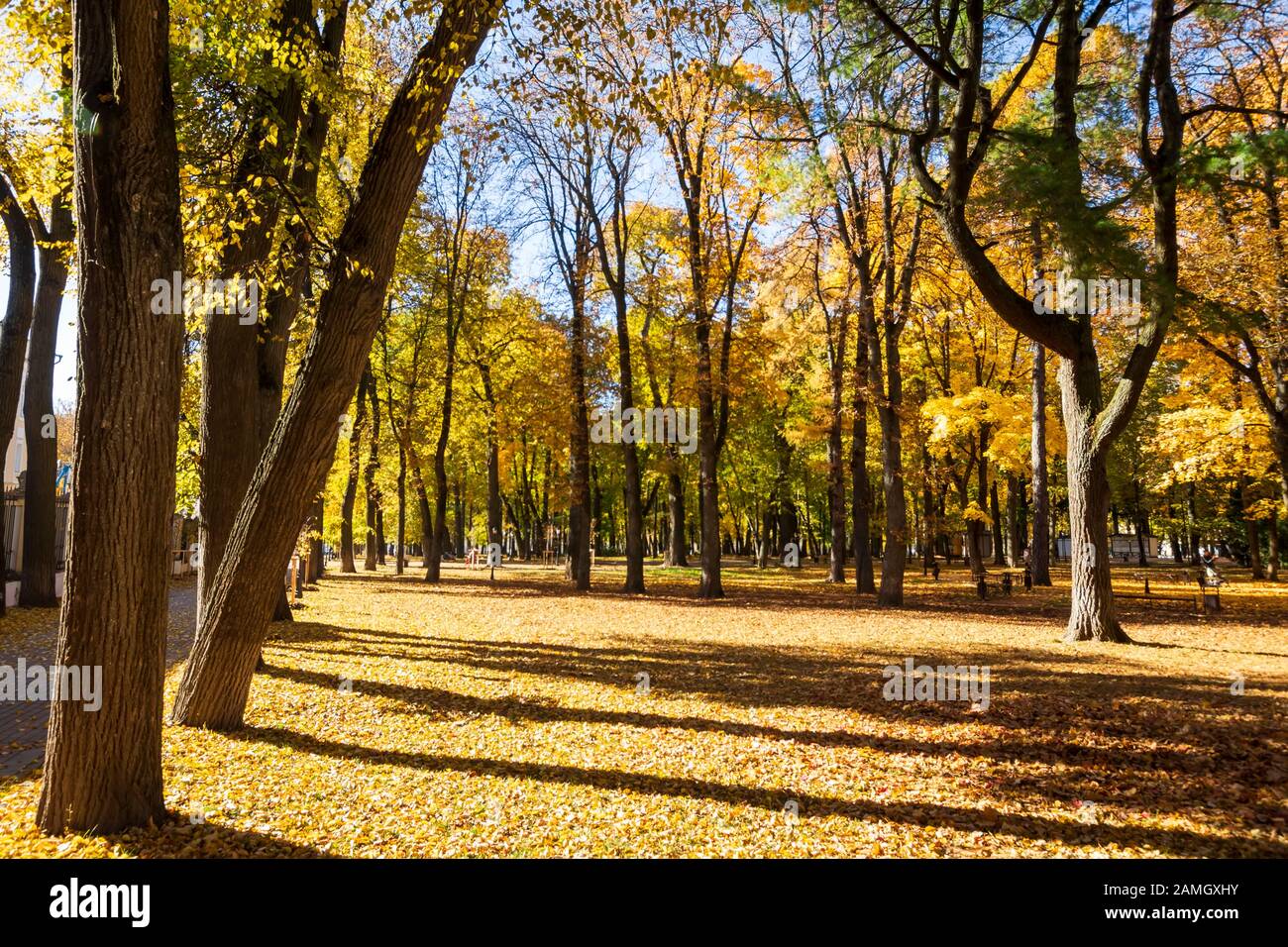 Yellow leaf fall in the park in golden autumn. Landscape with maples and other trees on a sunny ...