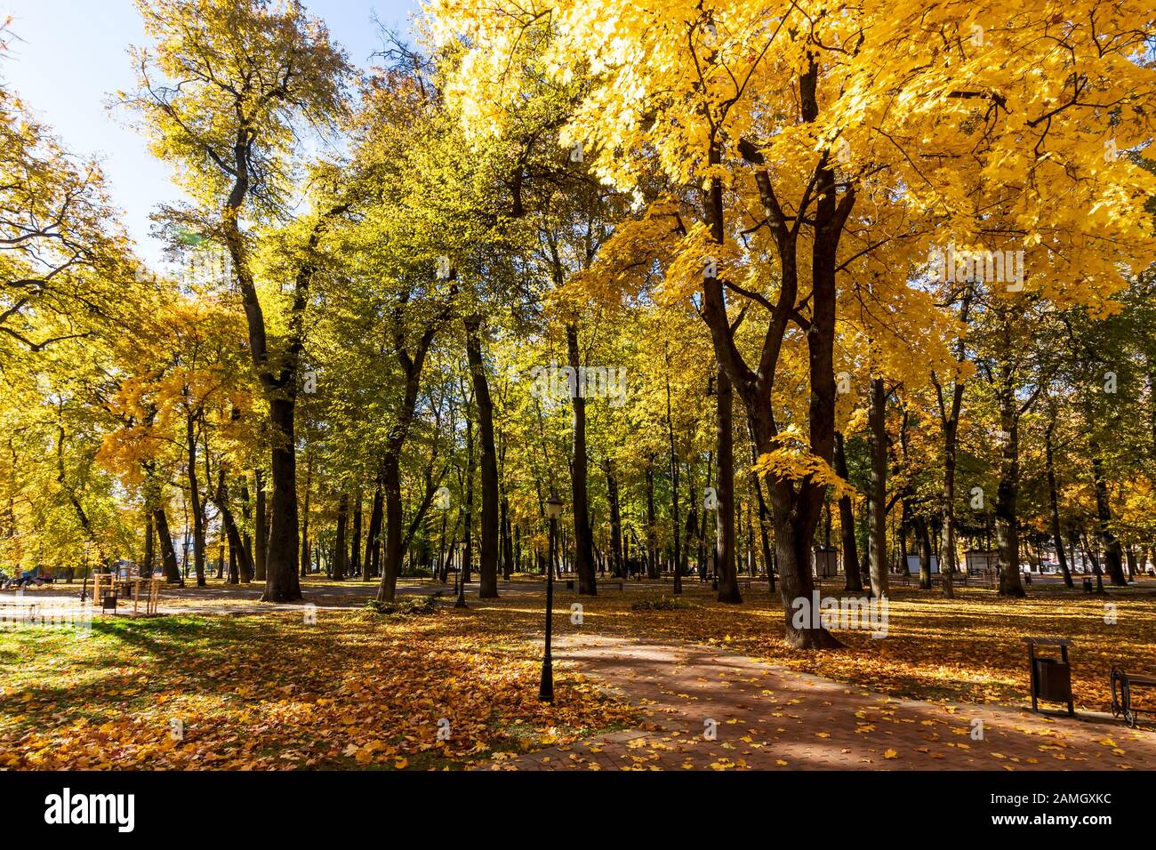 Yellow leaf fall in the park in golden autumn. Landscape with maples and other trees on a sunny ...
