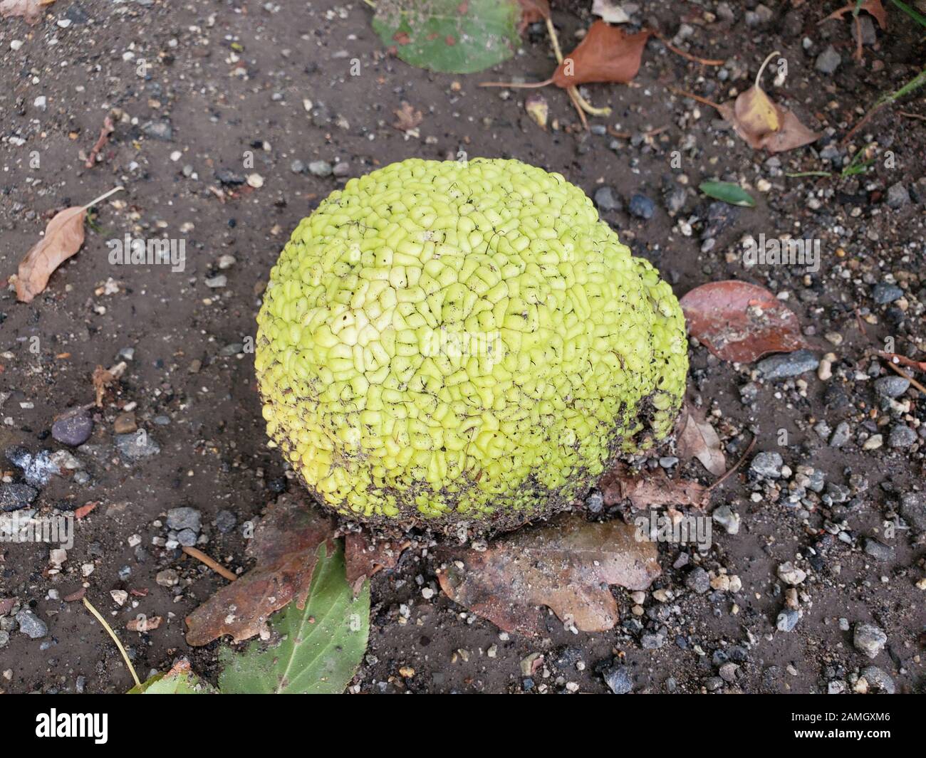 Close-up of fruit of the Osage Orange (maclura pomifera) tree, Danville ...