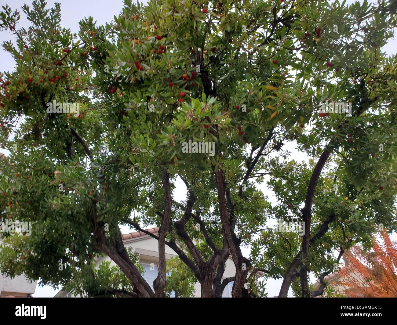 Close-up of canopy of the Strawberry Tree (arbutus unedo), San Ramon ...
