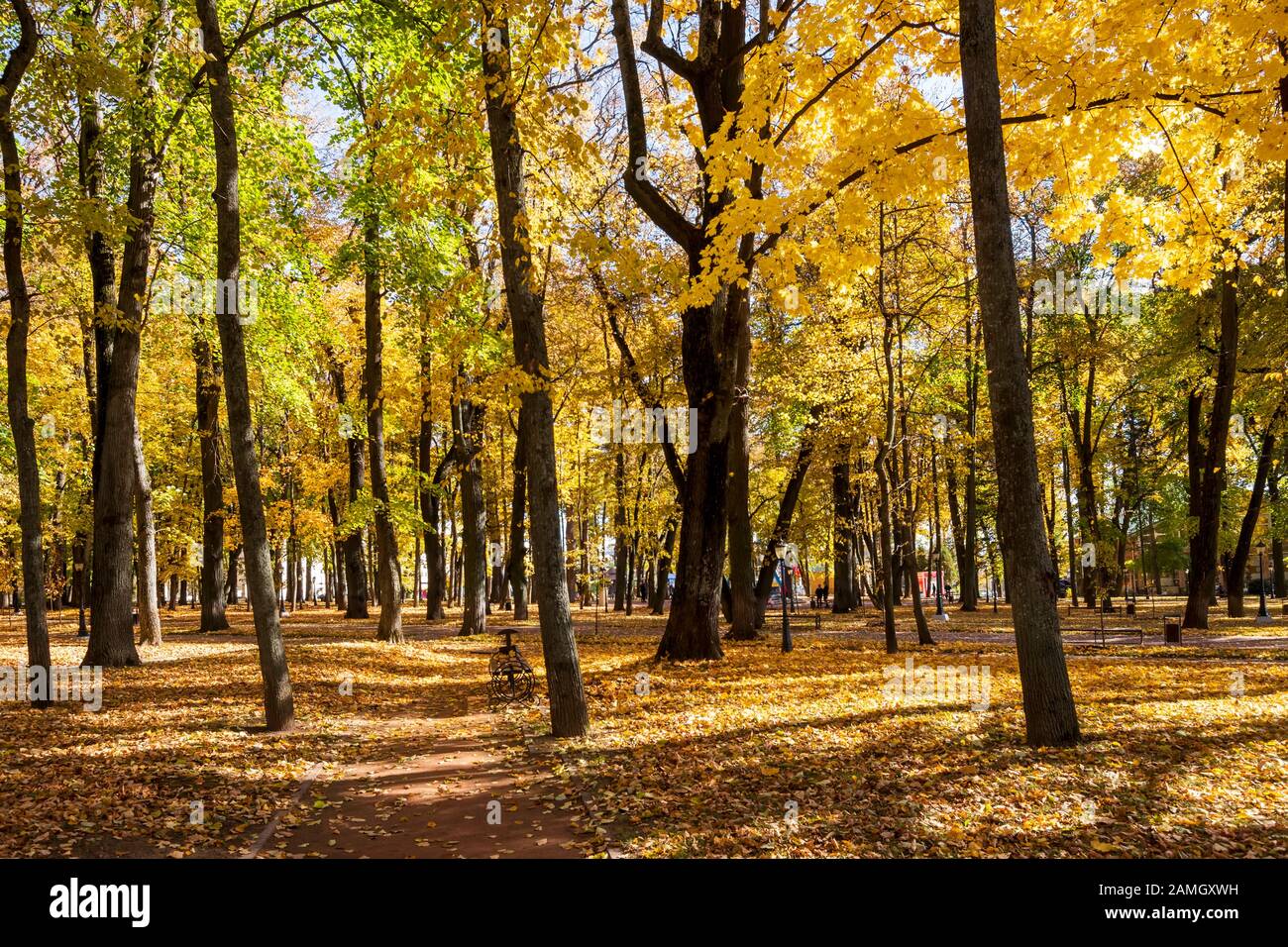 Yellow leaf fall in the park in golden autumn. Landscape with maples and other trees on a sunny ...