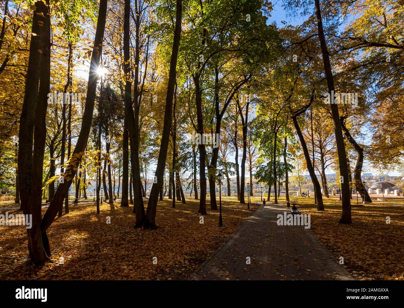 Yellow leaf fall in the park in golden autumn. Landscape with maples and other trees on a sunny ...