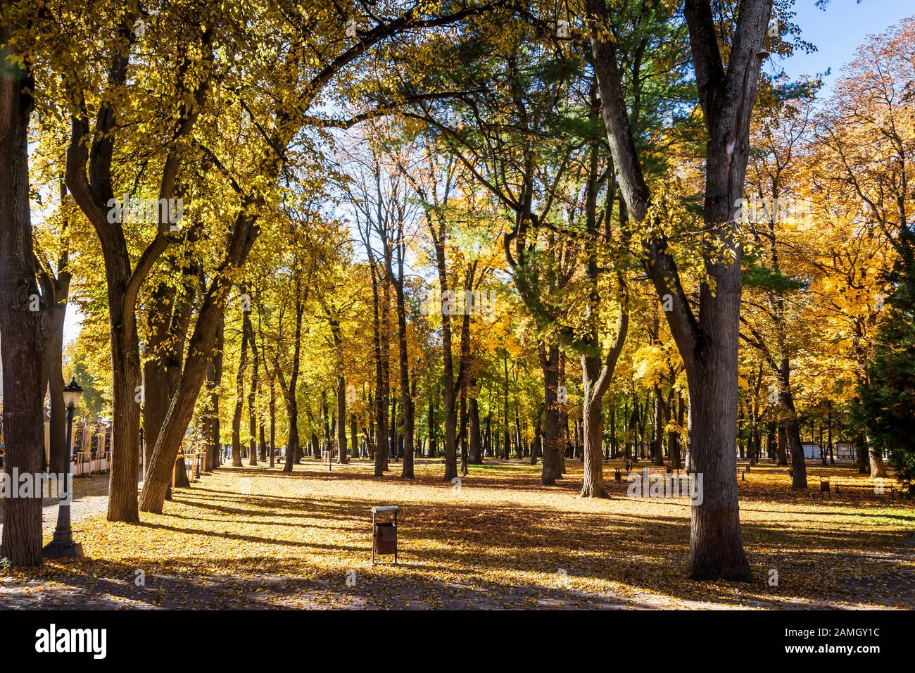 Yellow leaf fall in the park in golden autumn. Landscape with maples and other trees on a sunny ...