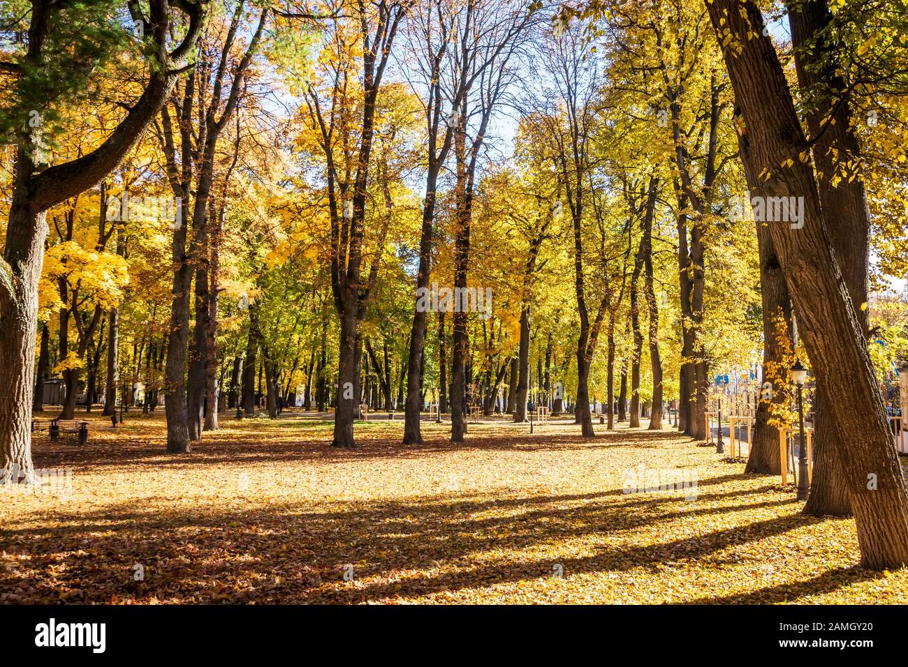 Yellow leaf fall in the park in golden autumn. Landscape with maples and other trees on a sunny ...
