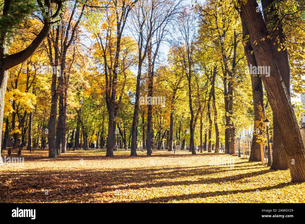 Yellow leaf fall in the park in golden autumn. Landscape with maples and other trees on a sunny ...