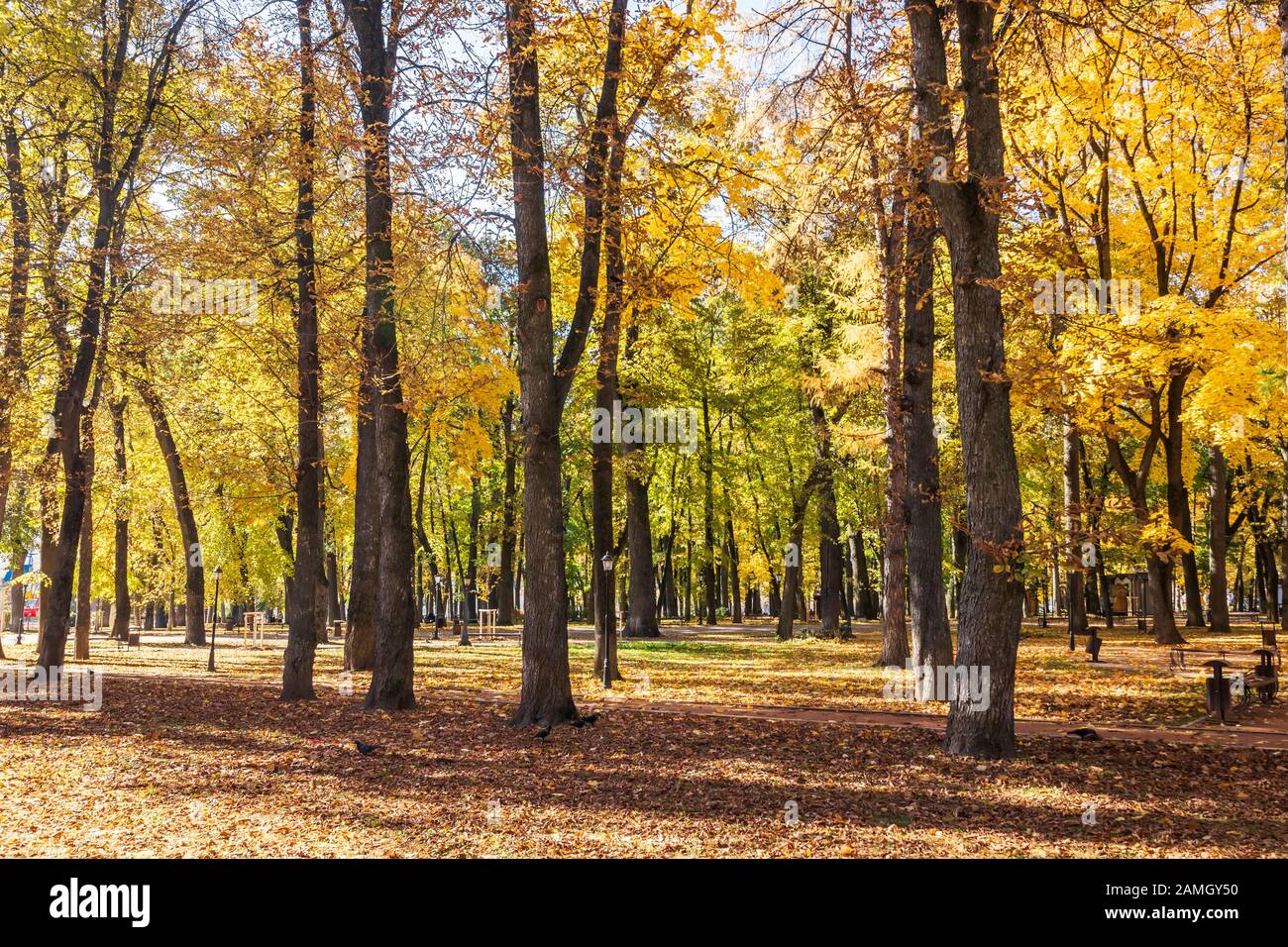 Yellow leaf fall in the park in golden autumn. Landscape with maples and other trees on a sunny ...