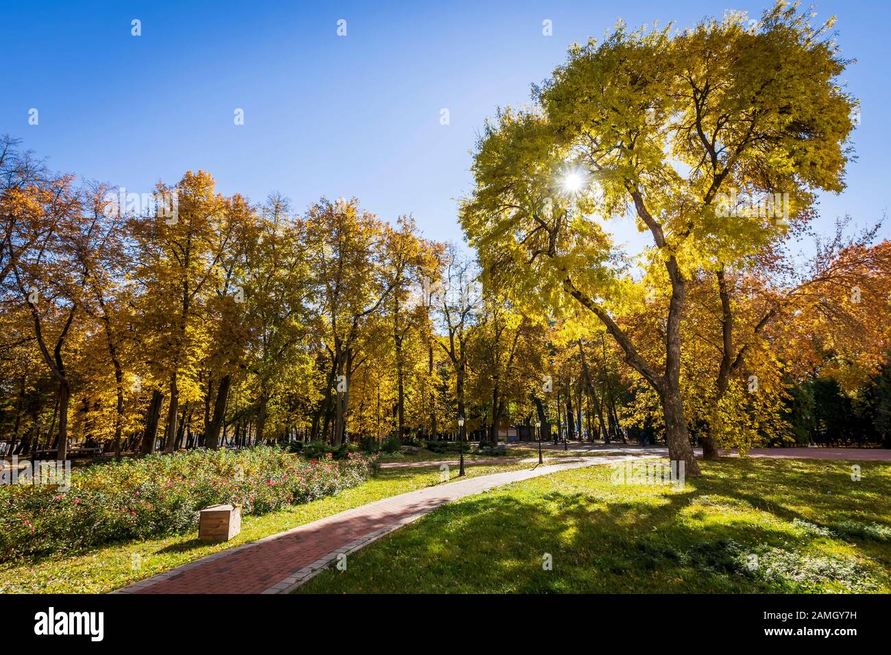 Yellow leaf fall in the park in golden autumn. Landscape with maples and other trees on a sunny ...