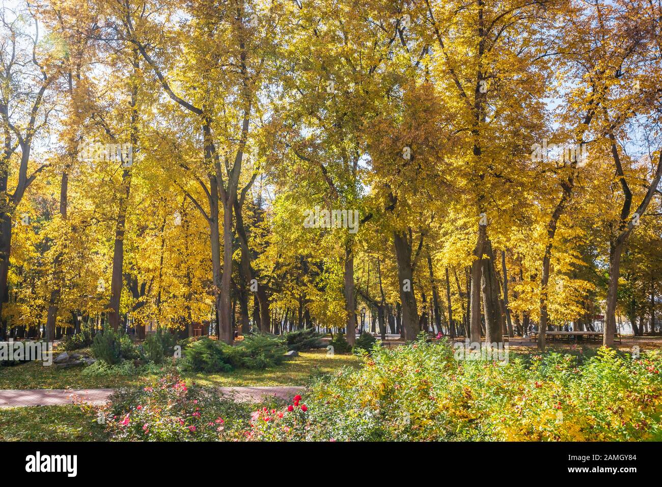 Yellow leaf fall in the park in golden autumn. Landscape with maples and other trees on a sunny ...